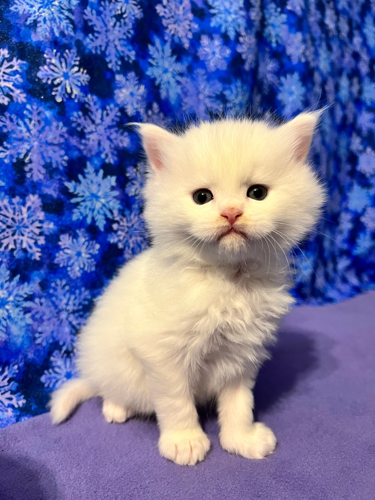 GALLERY – CozyYarnBall Cattery