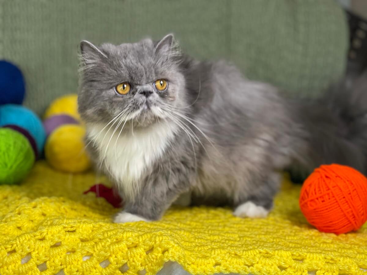 New Persian Litter – CozyYarnBall Cattery